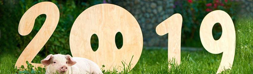 2019 Numerology & the Year of the Earth Pig | Astrology Answers